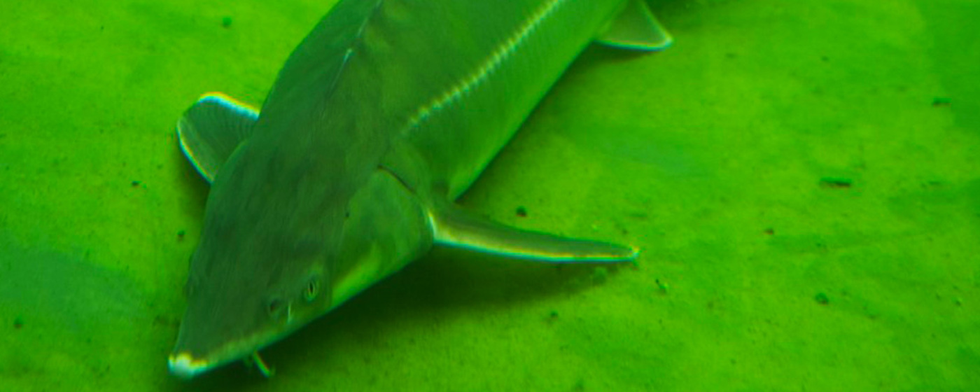 Jeseter malý | ZOO Park Vyškov