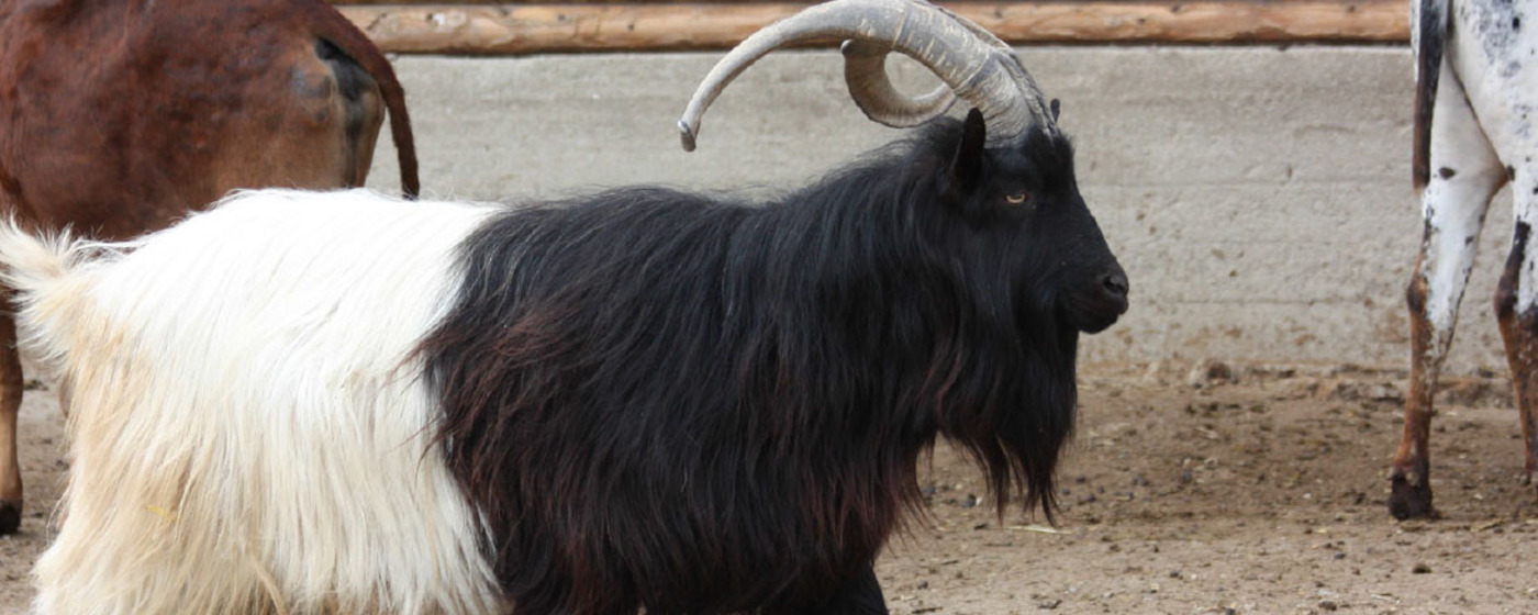 koza domácí walliská | ZOO Park Vyškov