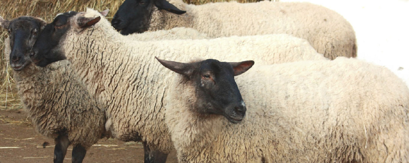 ovce domácí suffolk | ZOO Park Vyškov