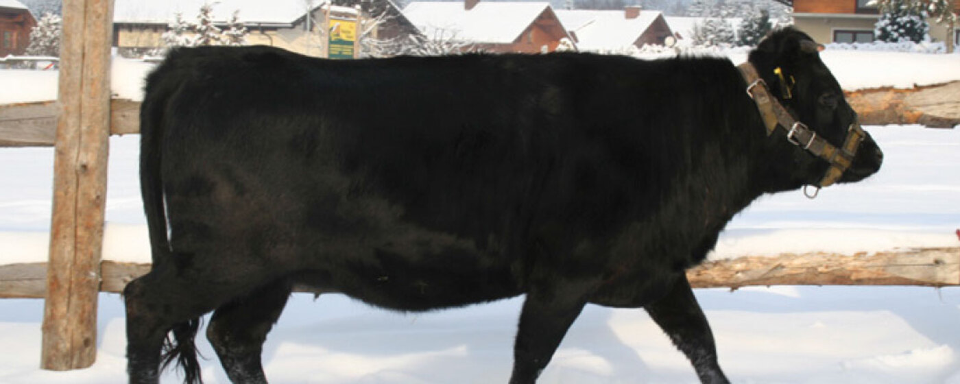 tur domácí dahome | ZOO Park Vyškov